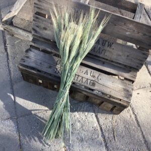 Tørrede byg korn bundt - Ren natur - Dekolagersalg