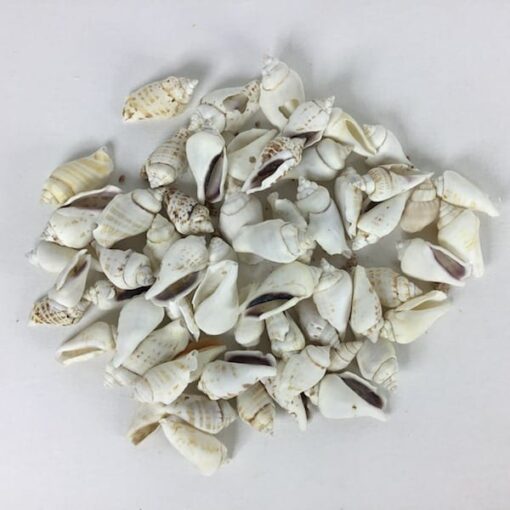 Muslingeskaller - Stort udvalg af dekorative skaller - Køb online her