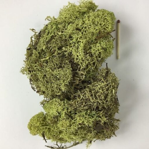 Olivenfarvet præserveret mos 50g - Helt naturligt - Dekolagersalg