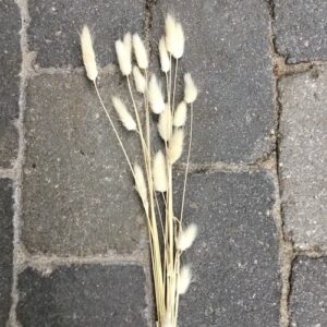 Tørrede lagurus lys farve - Sammensæt din egen buket - Dekolagersalg