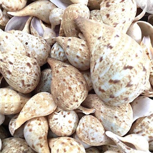 Muslingeskaller - Stort udvalg af dekorative skaller - Køb online her